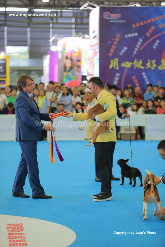 20171003 2017 FCI APAC 全犬种（中国）国际冠军展（CACIB）Puppy Best In Show 成绩快报 FCI ...