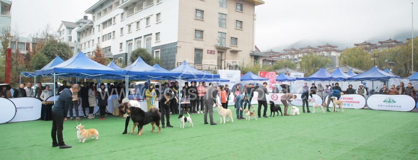 20181116西安CKU快报 XIAN ALL-BREED CHAMPIONSHIP DOG SHOW - 犬界网