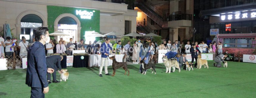 20200606西安CKU快报 XIAN ALL-BREED CHAMPIONSHIP DOG SHOW – 犬界网